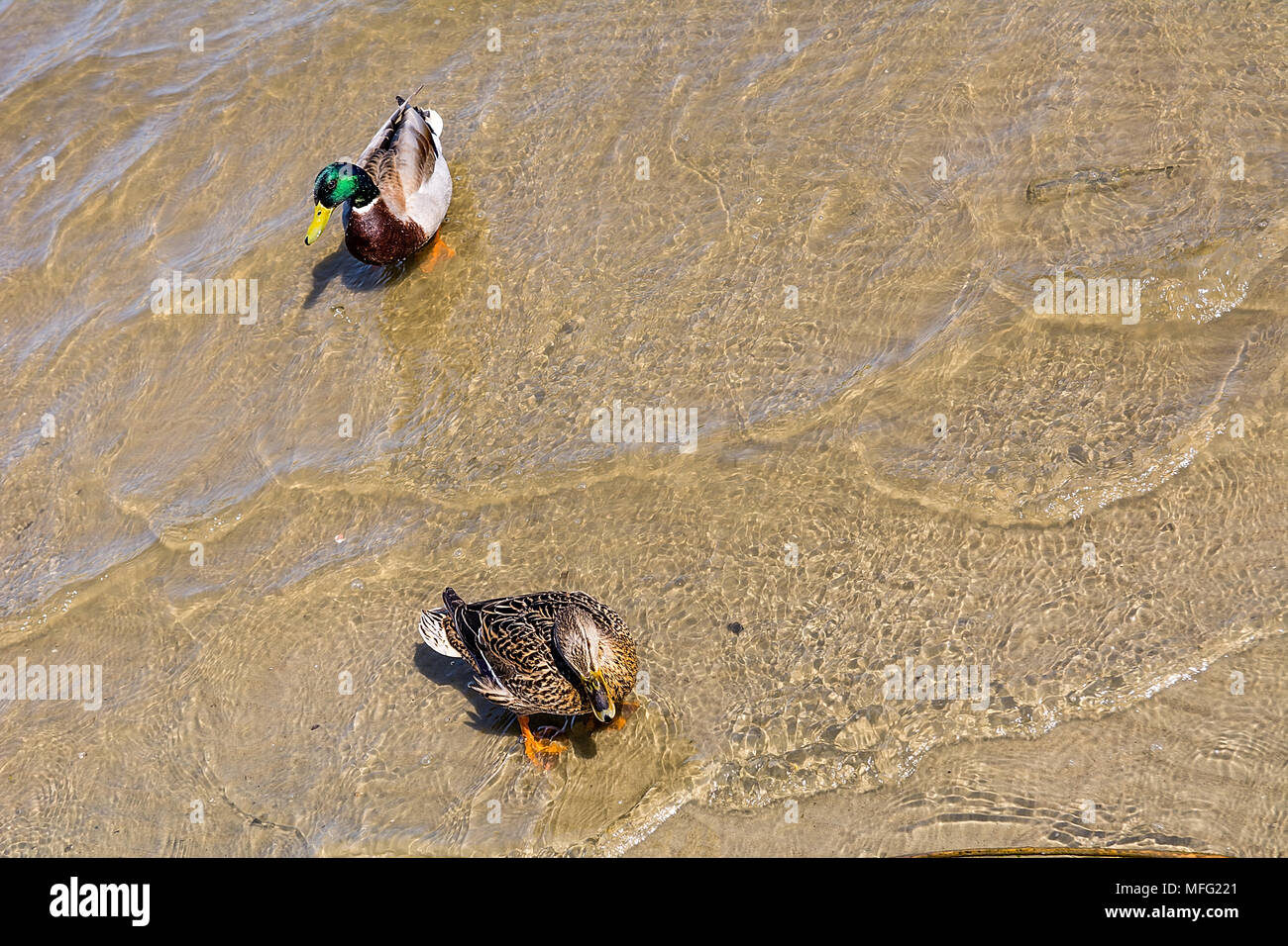 Ducks at the beach Stock Photo - Alamy