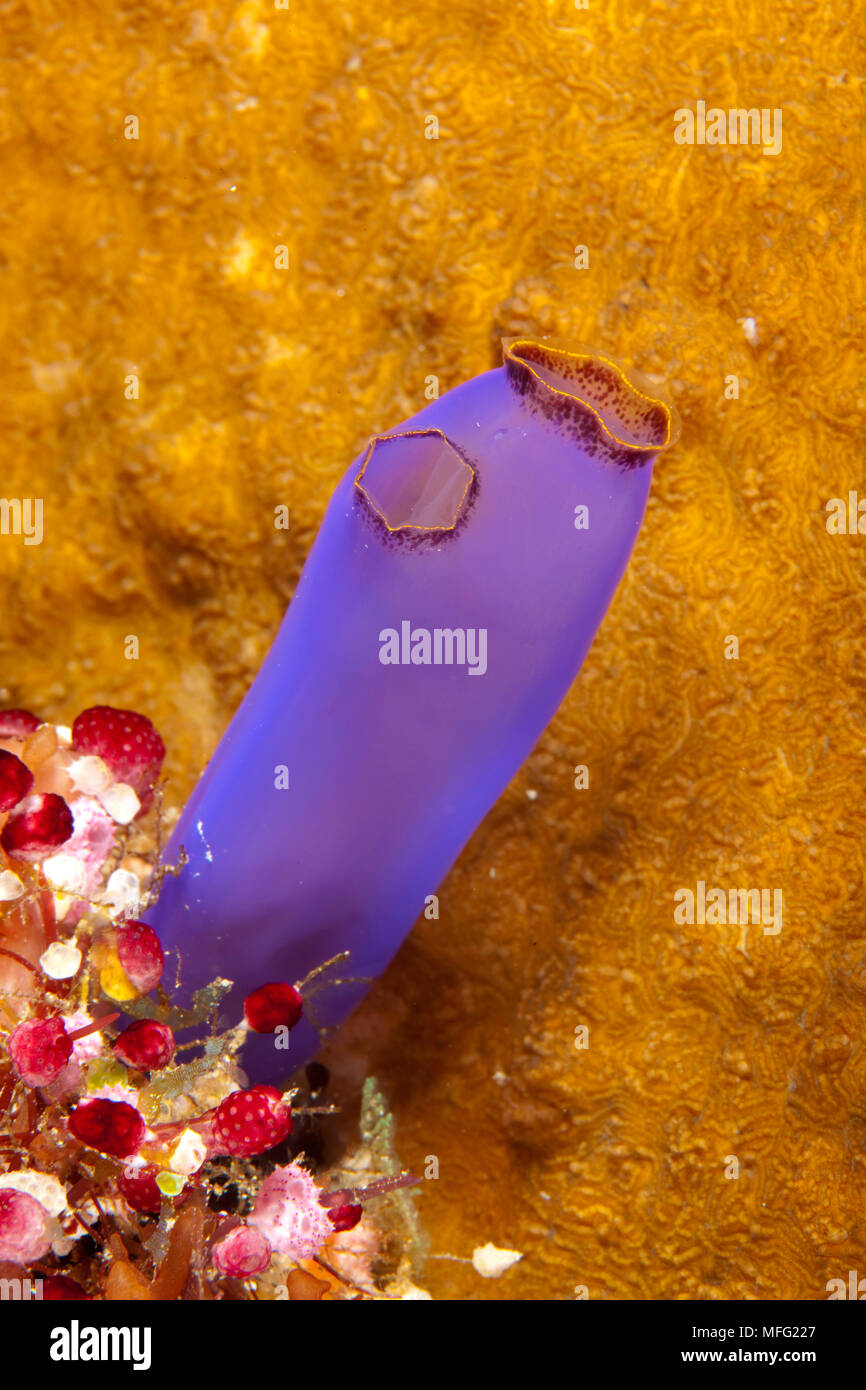 Ascidian, Rhopalaea sp. , Tubbataha Natural Park, Natural World ...