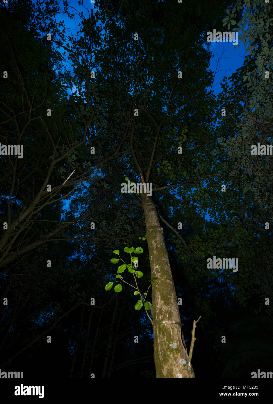 Aliso alder alnus glutinosa hi-res stock photography and images - Alamy