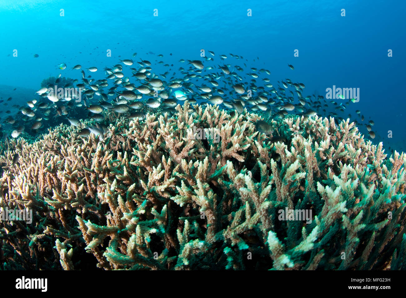Tubbataha reef natural park hi-res stock photography and images - Alamy