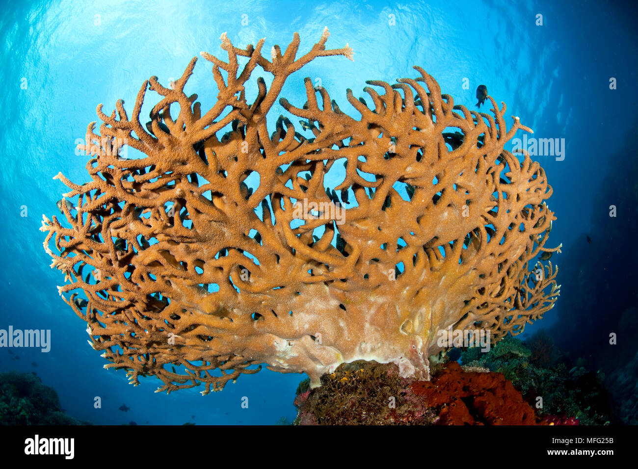Acropora robusta hi-res stock photography and images - Alamy