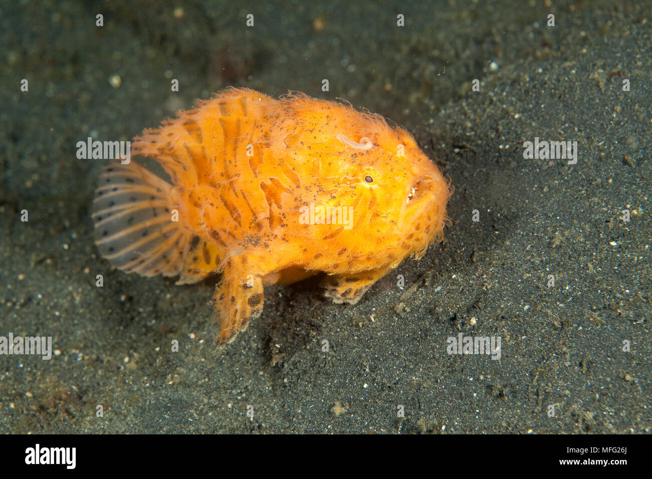 Striated anglerfish, frogfish, Antennarius striatus, Lembeh Strait ...