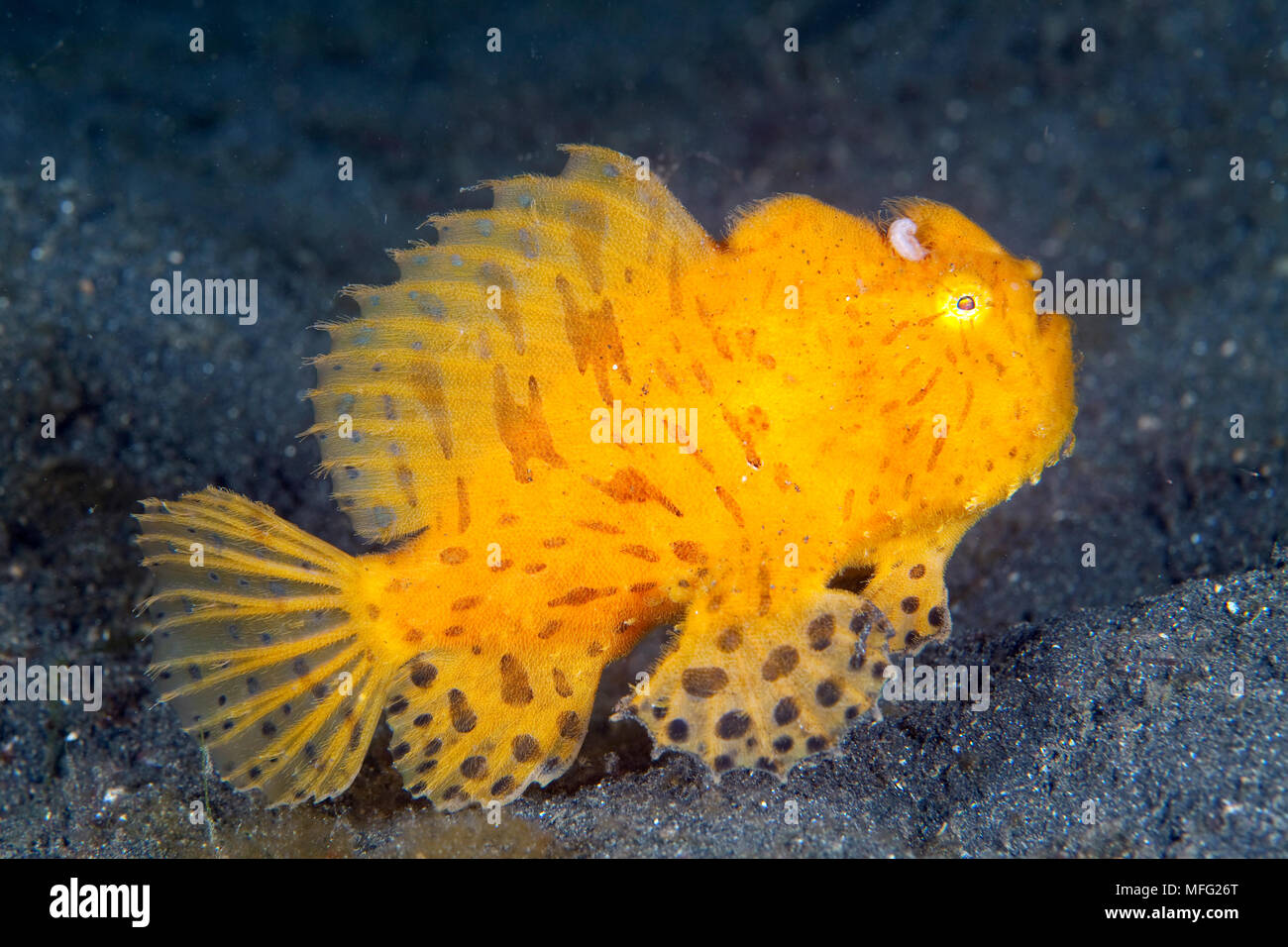 Striated anglerfish, frogfish, Antennarius striatus, Lembeh Strait ...