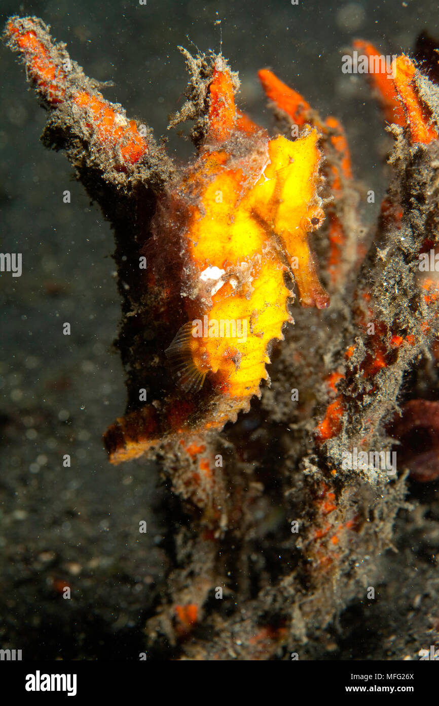 Common seahorse hi-res stock photography and images - Alamy