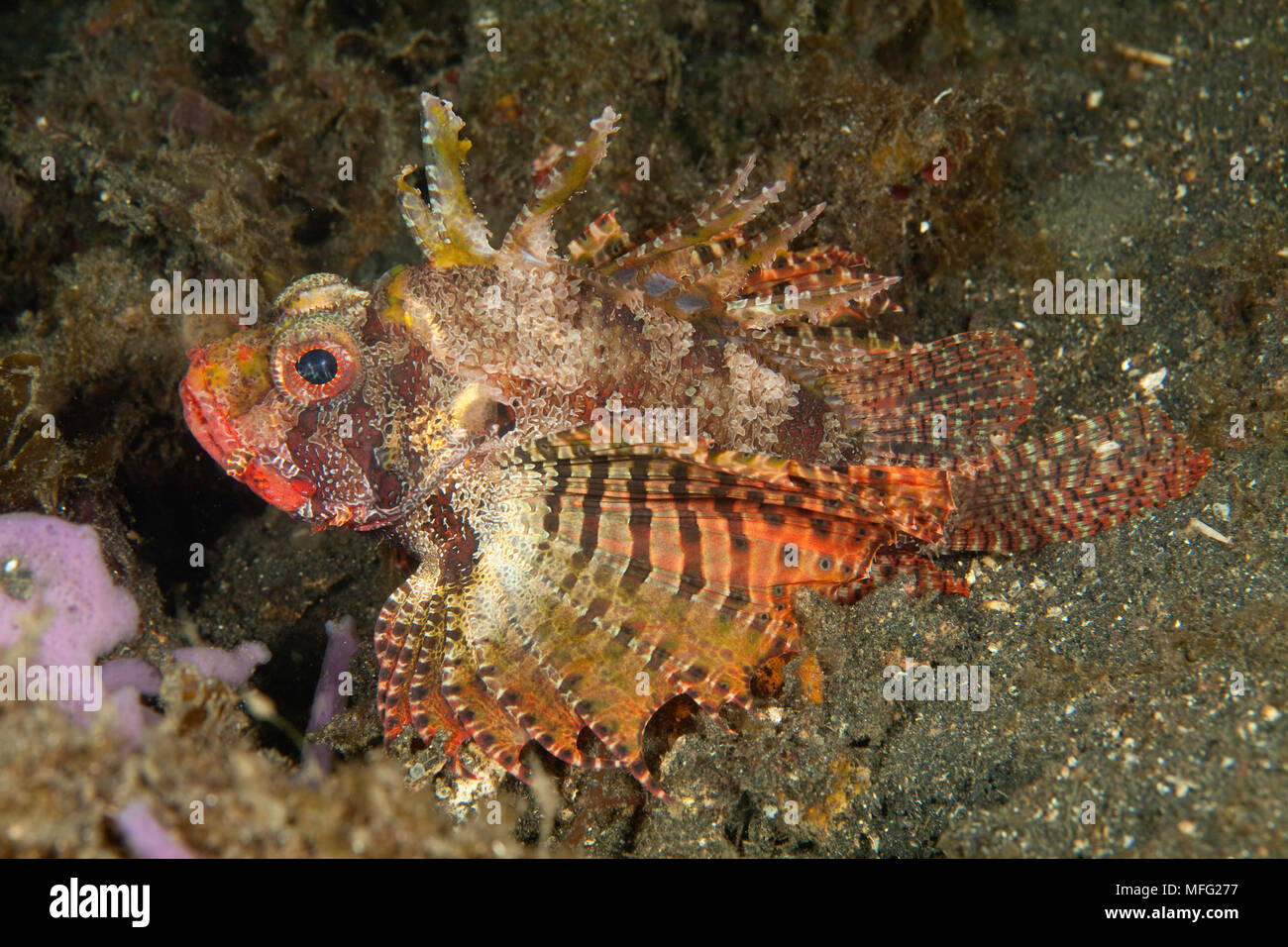 Dwarf lionfish hi-res stock photography and images - Alamy