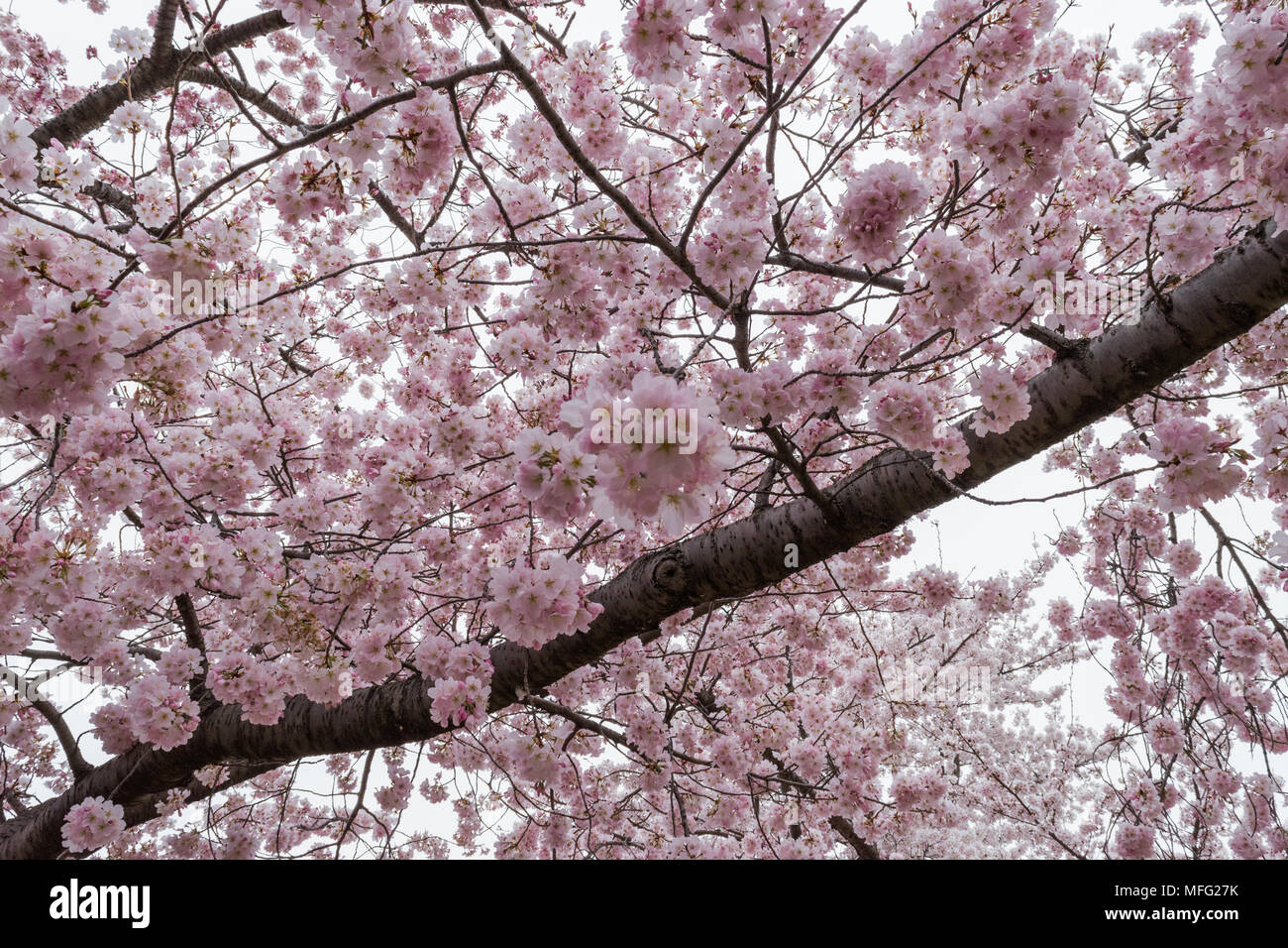 Exploding blossoms hi-res stock photography and images - Alamy