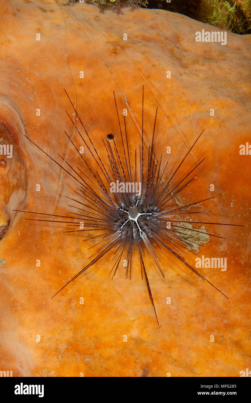 Diadema setosum hi-res stock photography and images - Alamy
