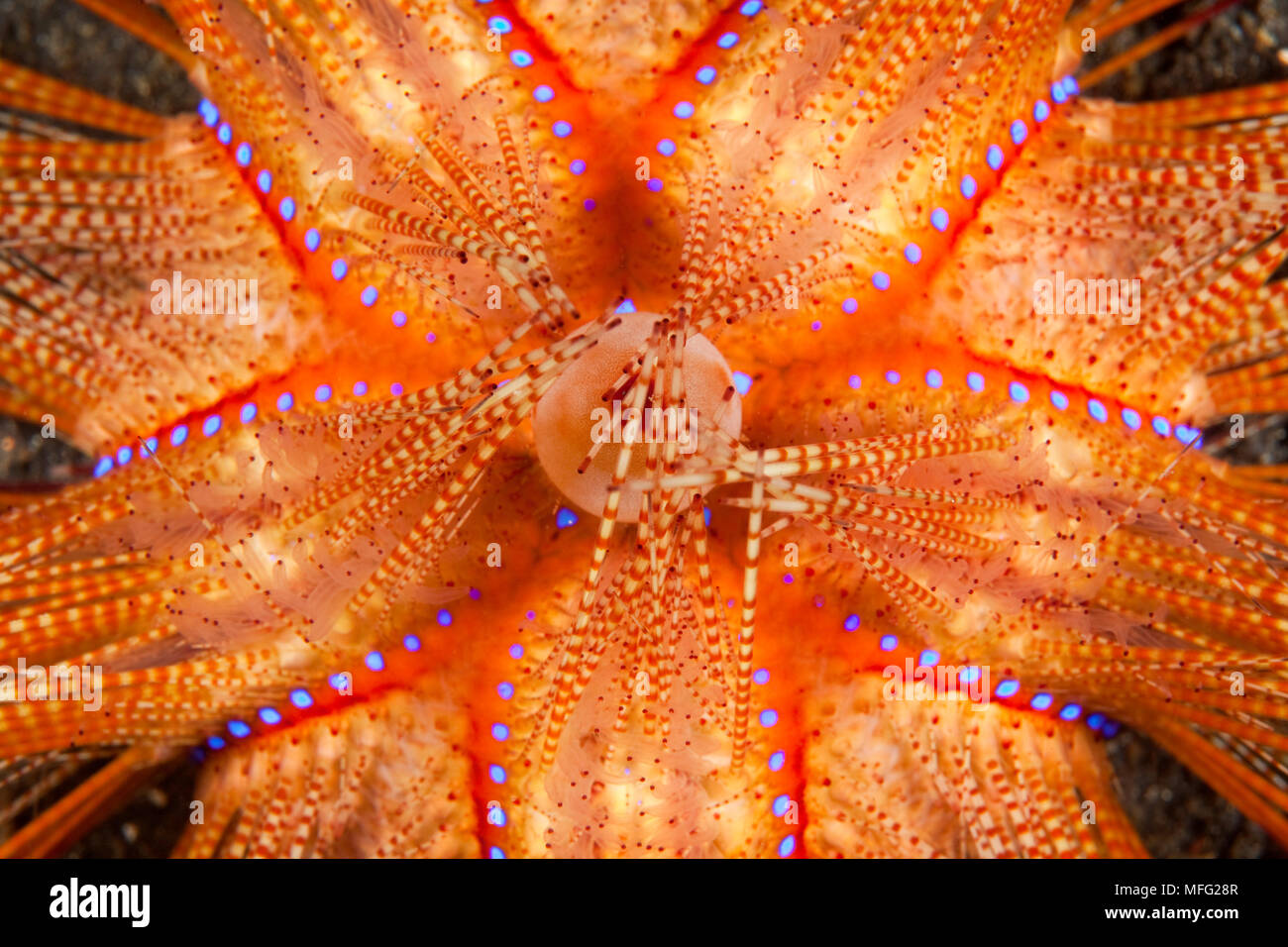 Fire urchin, Astropyga radiata, Lembeh Strait, North Sulawesi ...