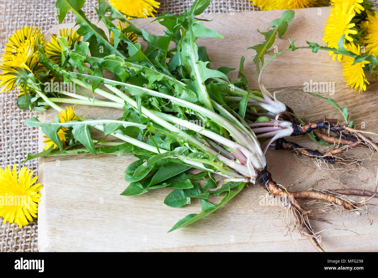 Whole blooming dandelion plants with roots Stock Photo - Alamy