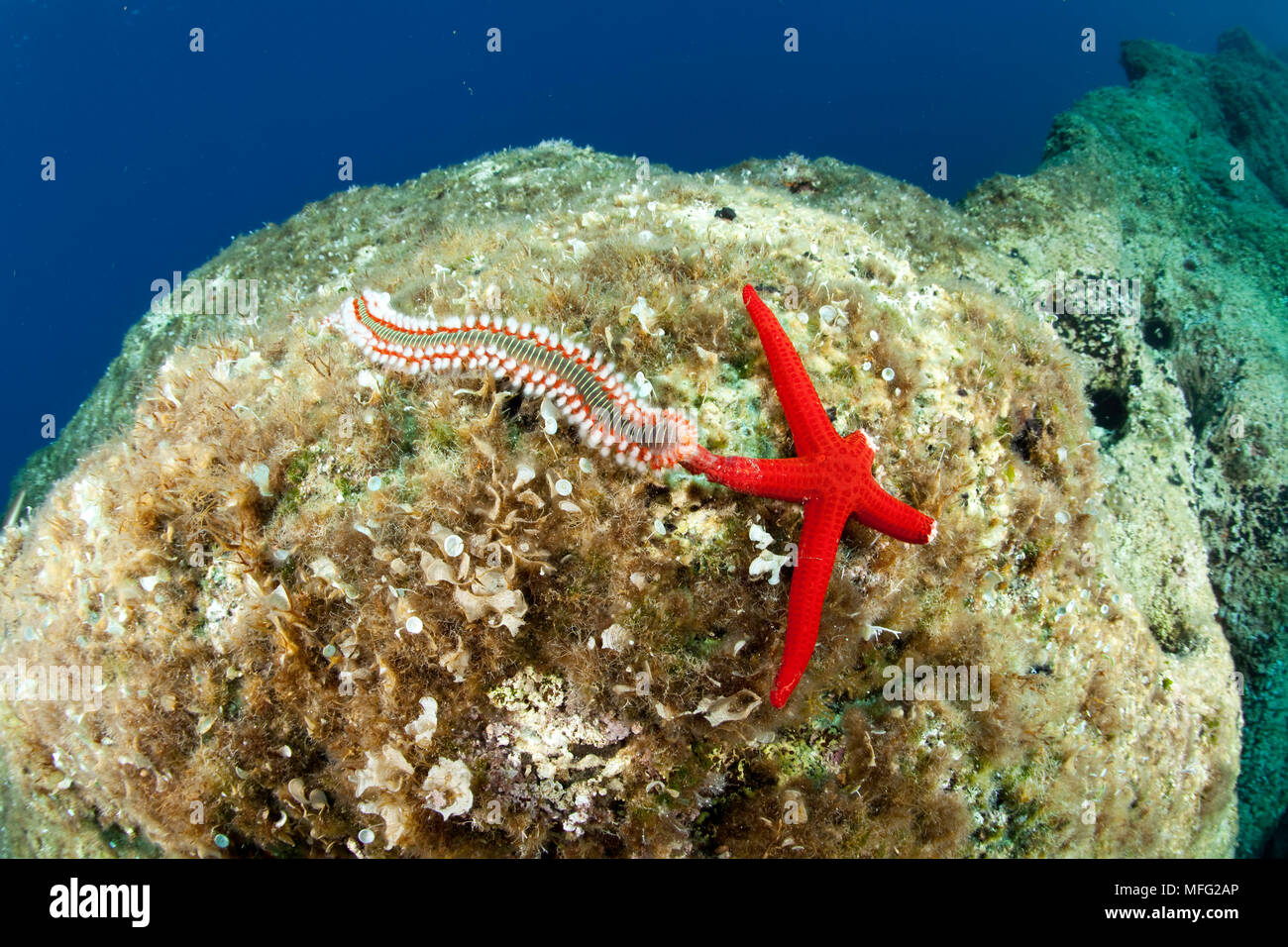 Bearded fireworm, Hermodice carunculata feeding on sea star, Hacelia ...
