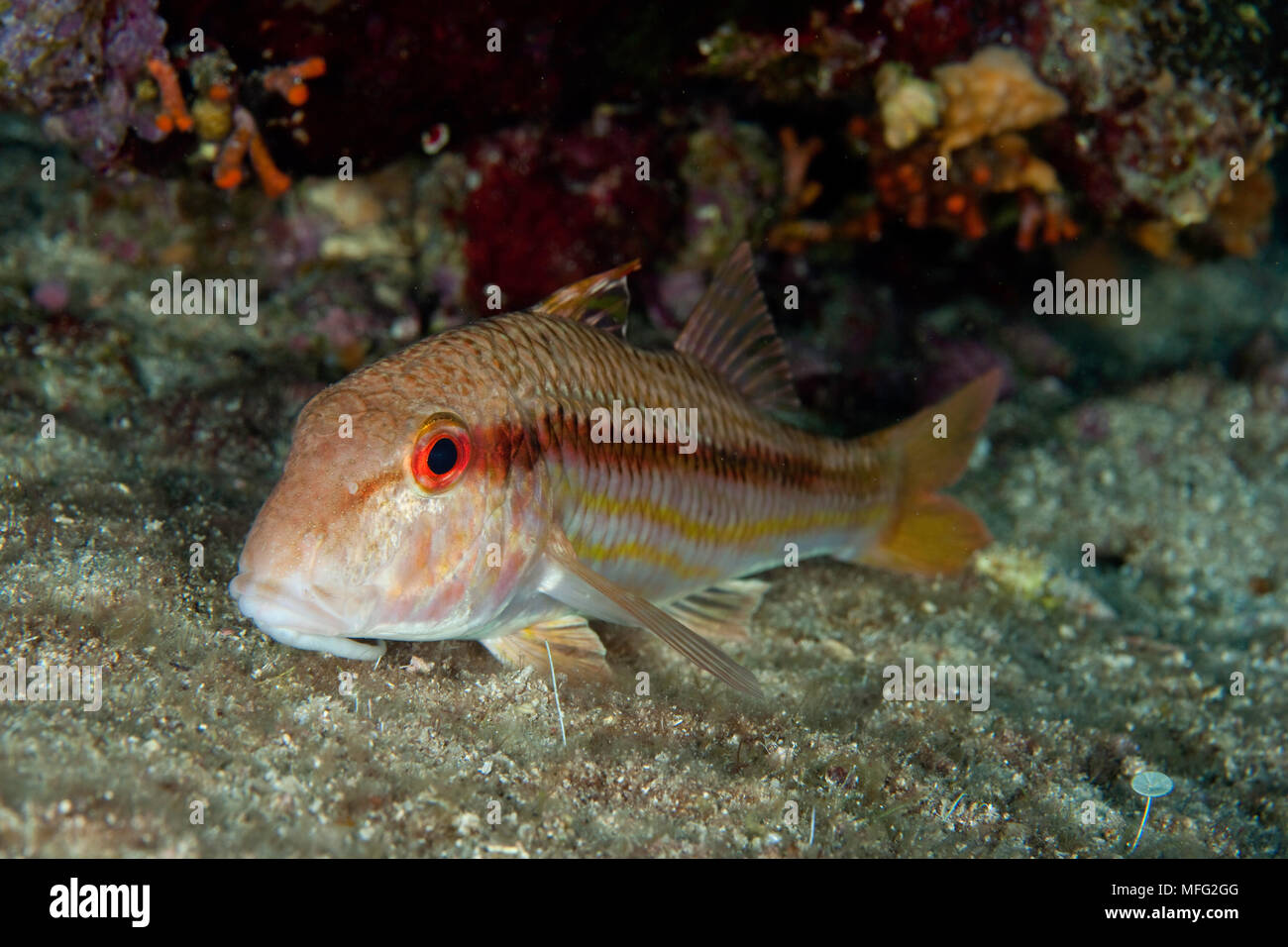 Striped red mullet mullus surmuletus hi-res stock photography and ...