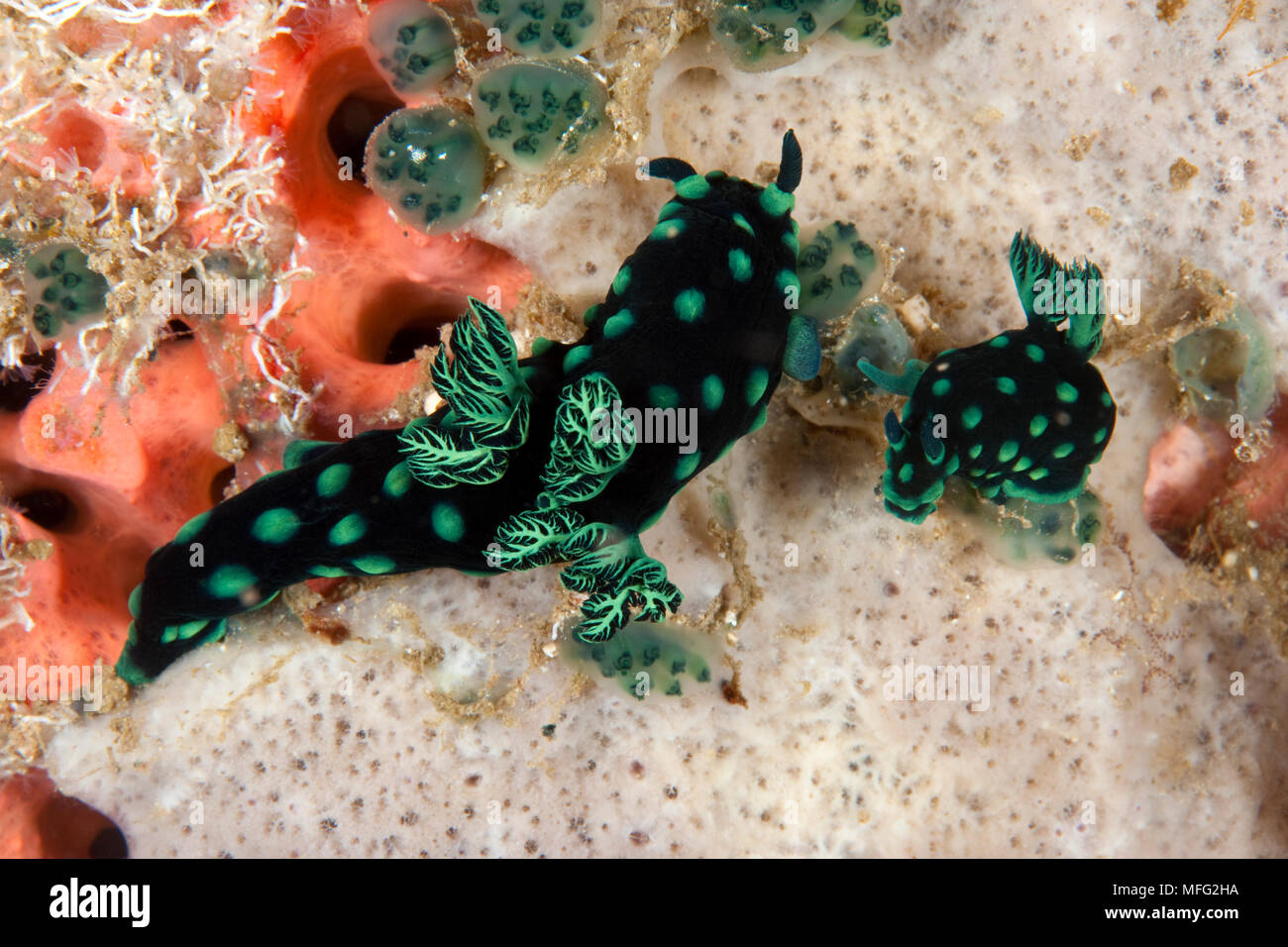 Couple of nudibranch, Nembrotha cristata, Halmahera, Moluccas Sea ...