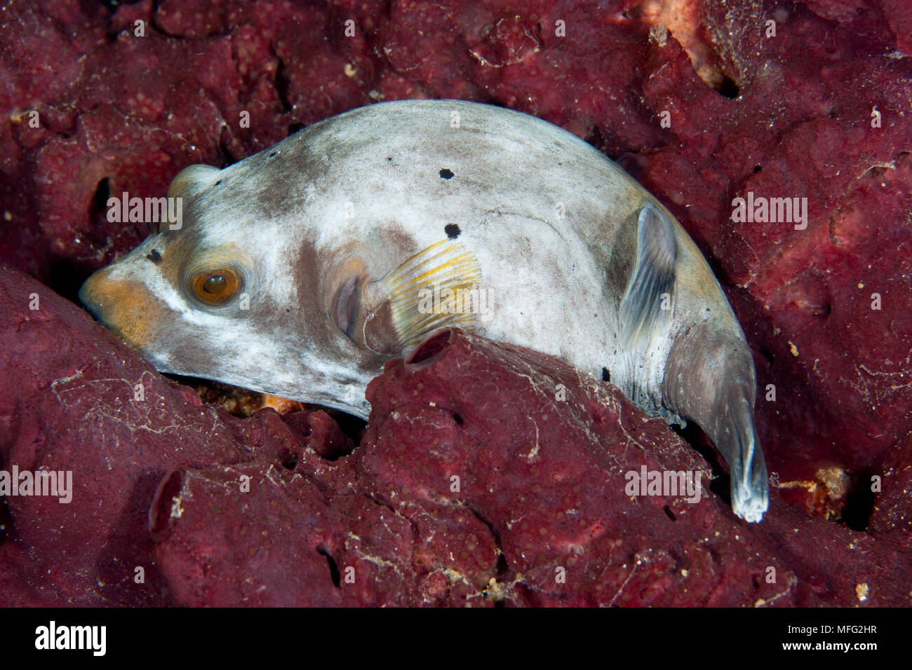 Black spotted puffer fish hi-res stock photography and images - Alamy