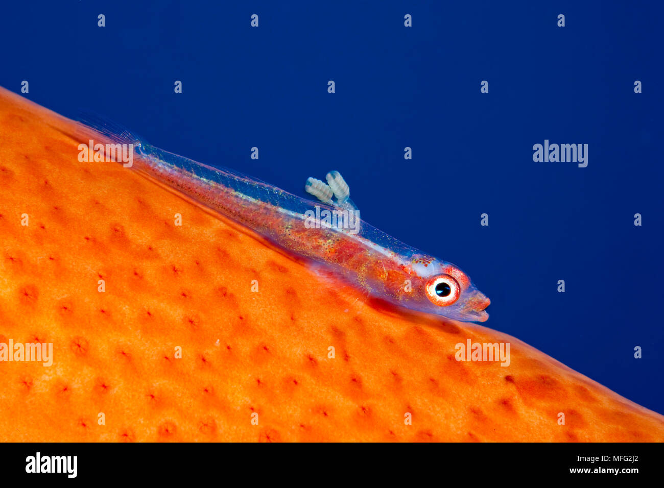 1035908 hi-res stock photography and images - Alamy