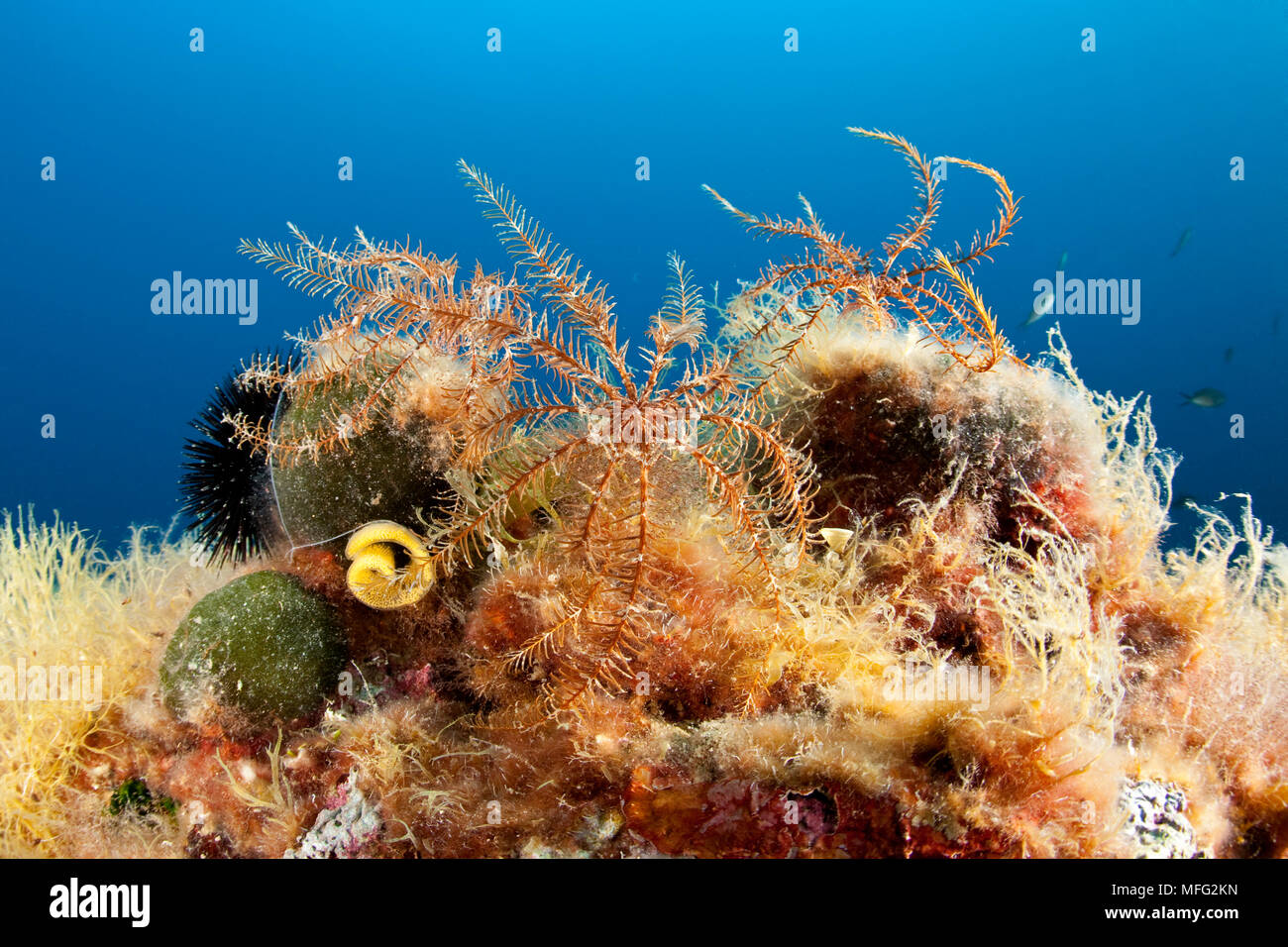 Crinoids or feather stars, Antedon Mediterranea on seaweed, Codium ...