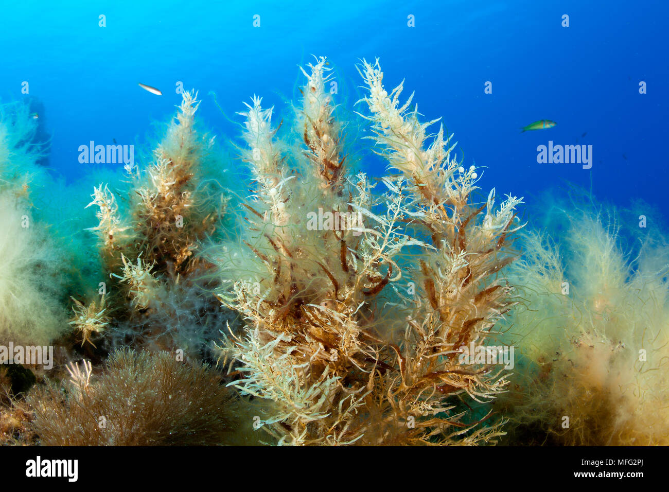 Sargassum Sp