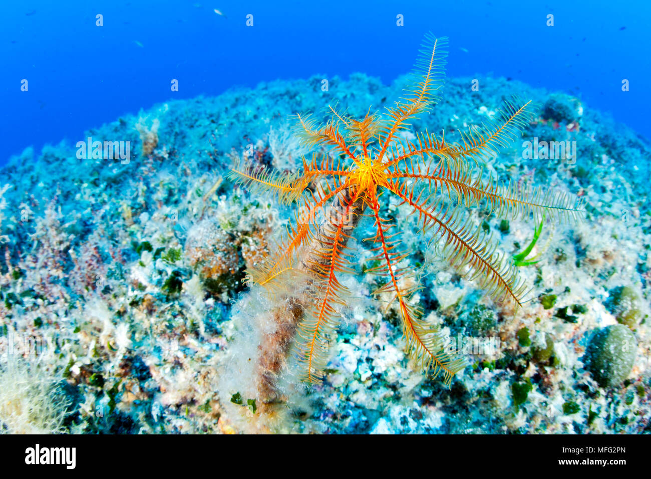 Antedon hi-res stock photography and images - Alamy