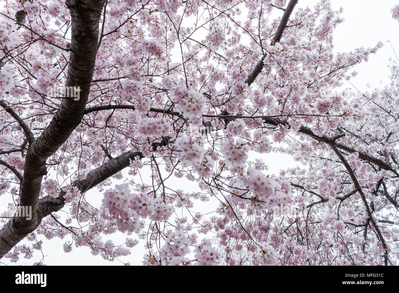Exploding blossoms hi-res stock photography and images - Alamy