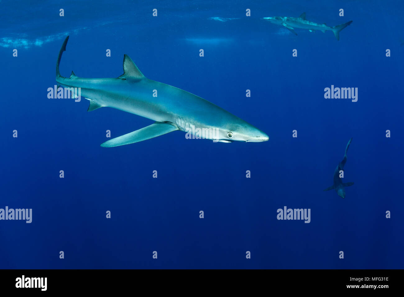 Blue shark, Prionace glauca, Pico Island, Azores, Portugal, Atlantic ...