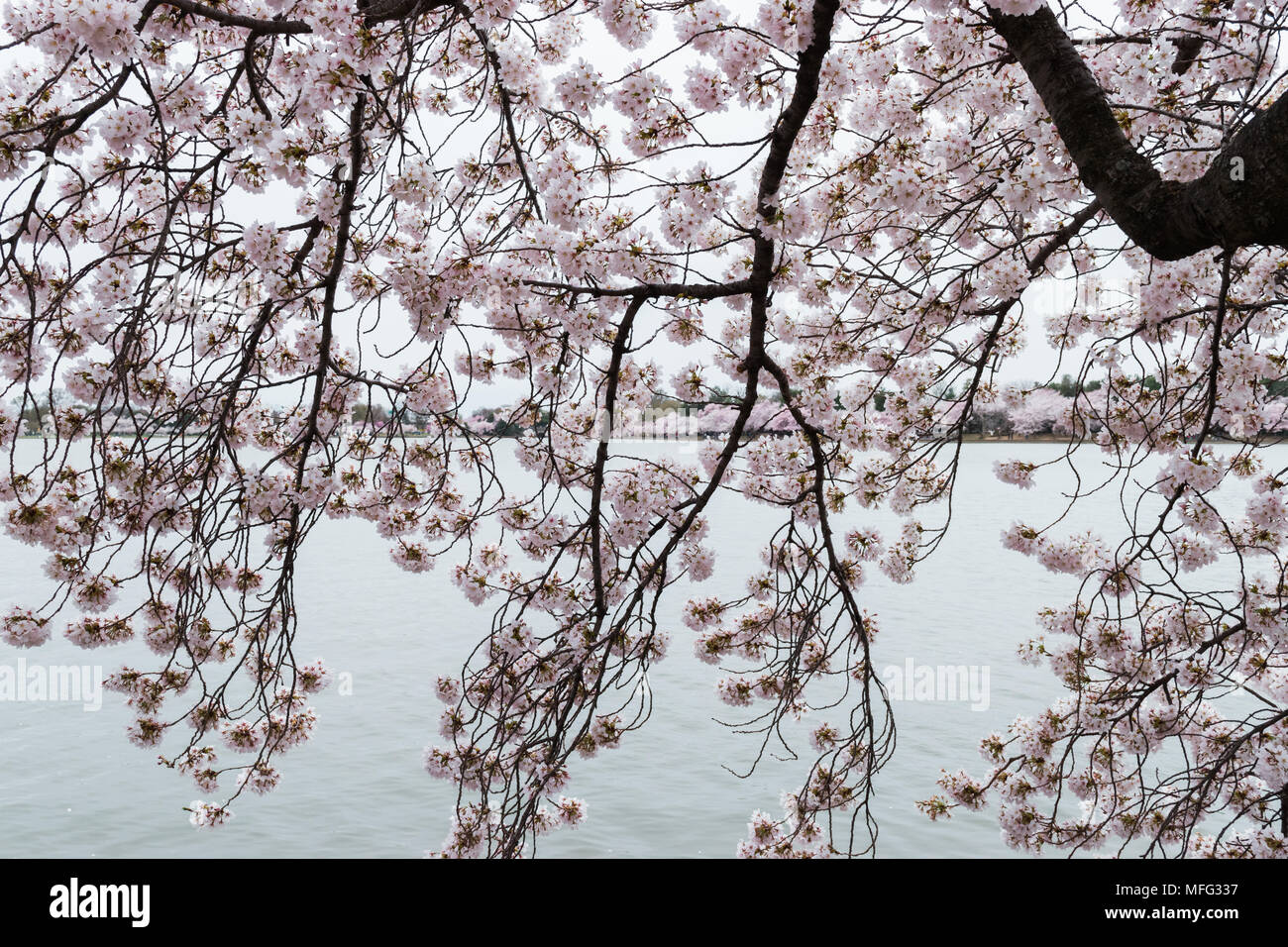 Cherry trees bloom around hi-res stock photography and images - Alamy
