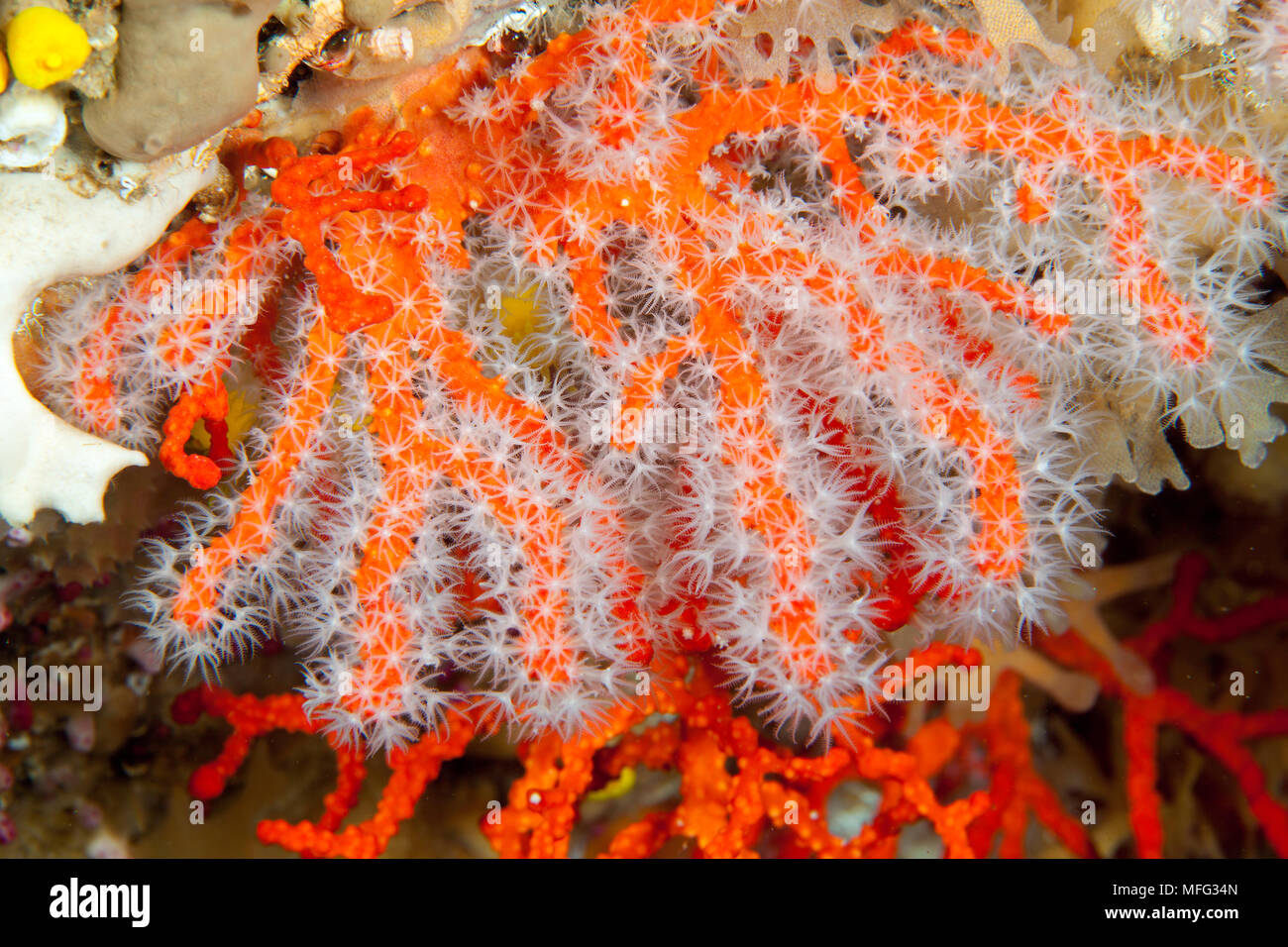 Red coral, Corallium rubrum, Vulnerable (IUCN), Santa Teresa, Sardinia ...