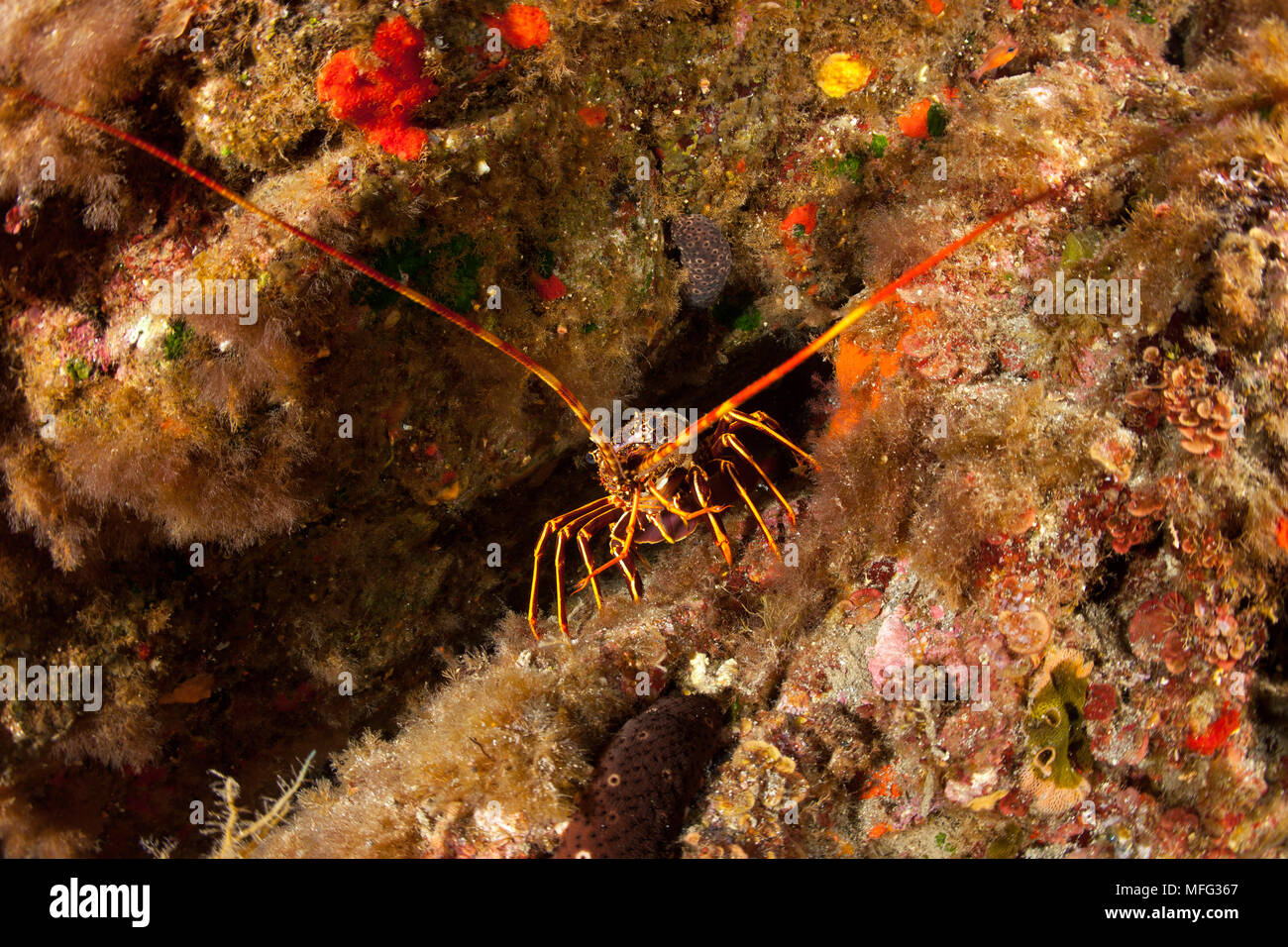 Palinurus Elephas High Resolution Stock Photography and Images - Alamy