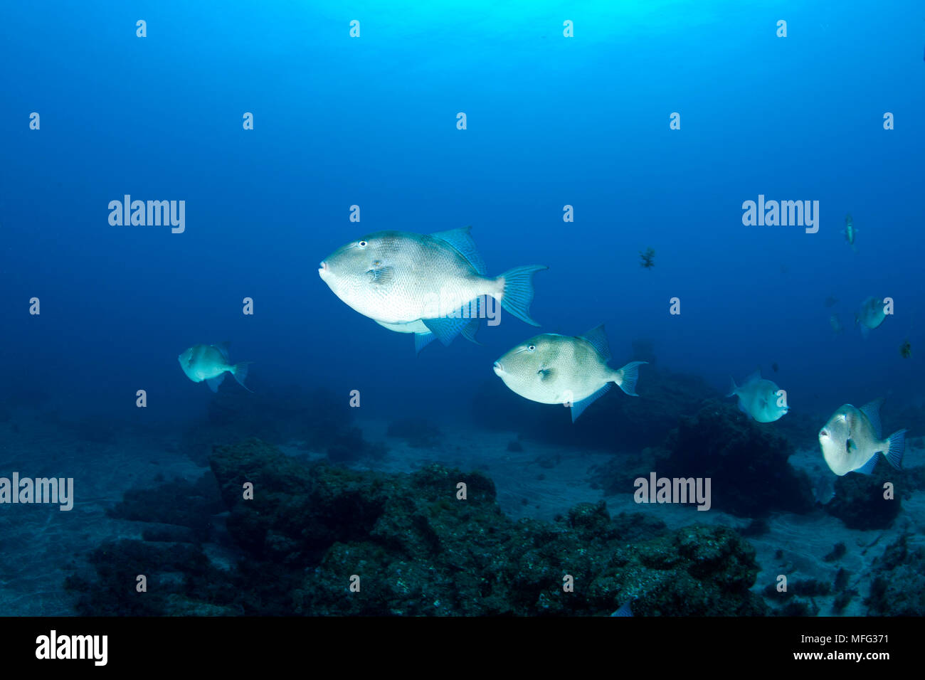 Grey triggerfish hi-res stock photography and images - Alamy