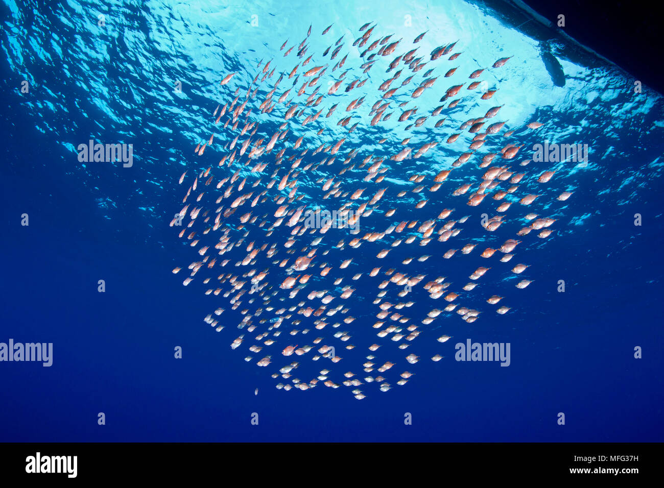 Princess Alice Bank, Pico Island, Azores, Portugal, Atlantic Ocean ...