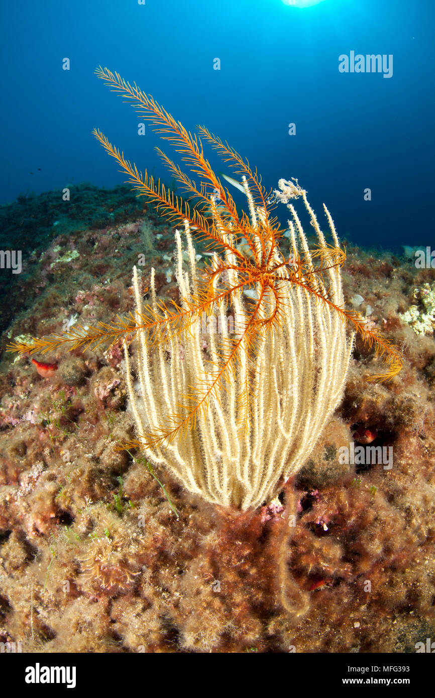 Antedon mediterranea hi-res stock photography and images - Alamy