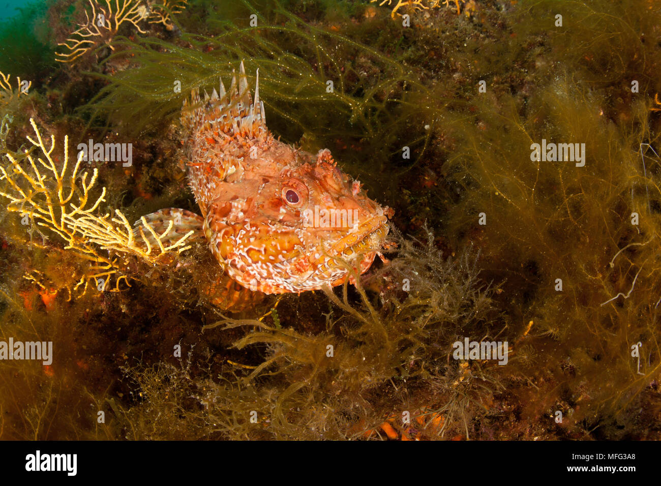 Bank rockfish hi-res stock photography and images - Alamy