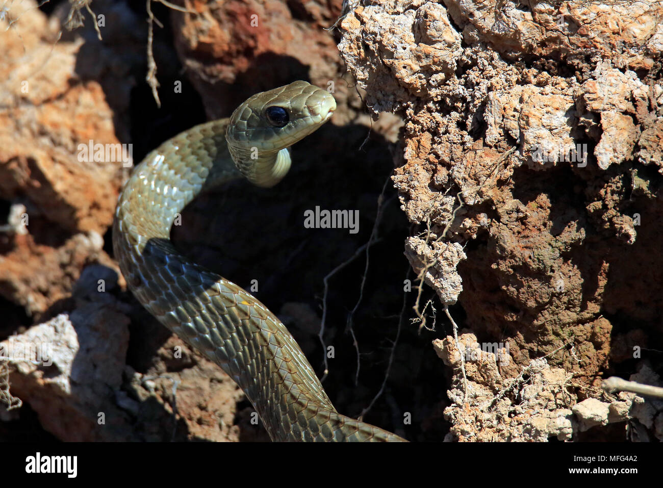 Yellow tailed cribo hi-res stock photography and images - Alamy