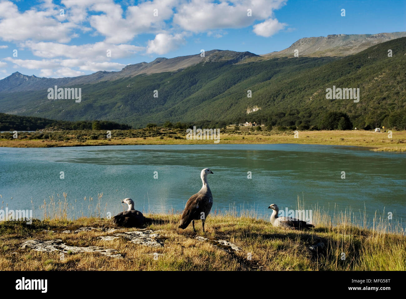 UPLAND GEESE Chloephaga picta Also known as the Magellan goose Tierra ...