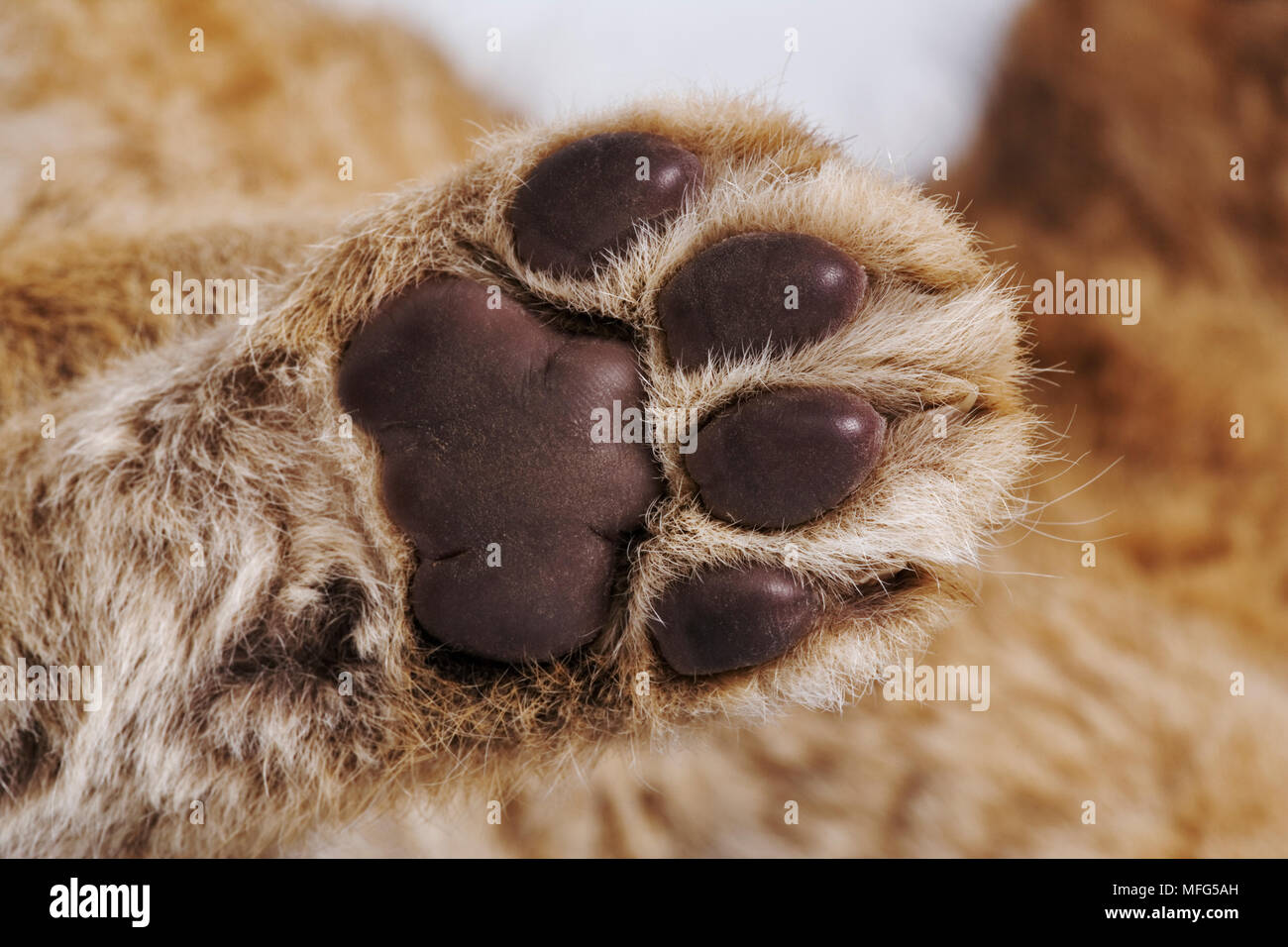 AFRICAN LION Panthera leo young foot detail Africa Stock Photo - Alamy
