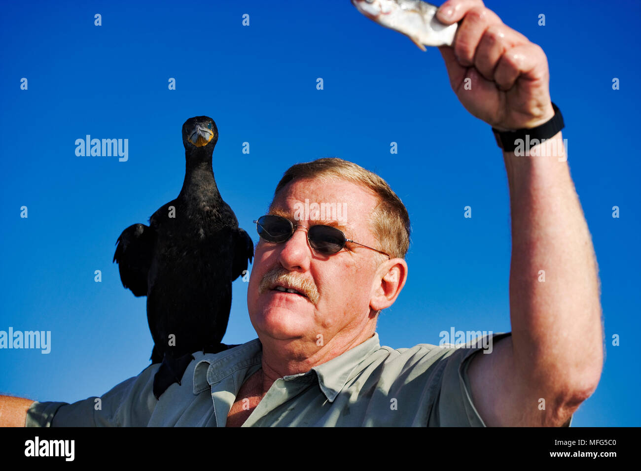 CORMORANT Phalacrocorax carbo being fed fish by tourist guide Namibia ...