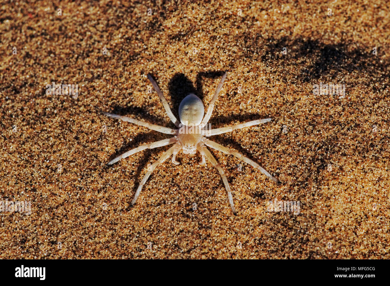 DANCING WHITE LADY SPIDER Leucorchestris arenicola Namibia Stock Photo ...
