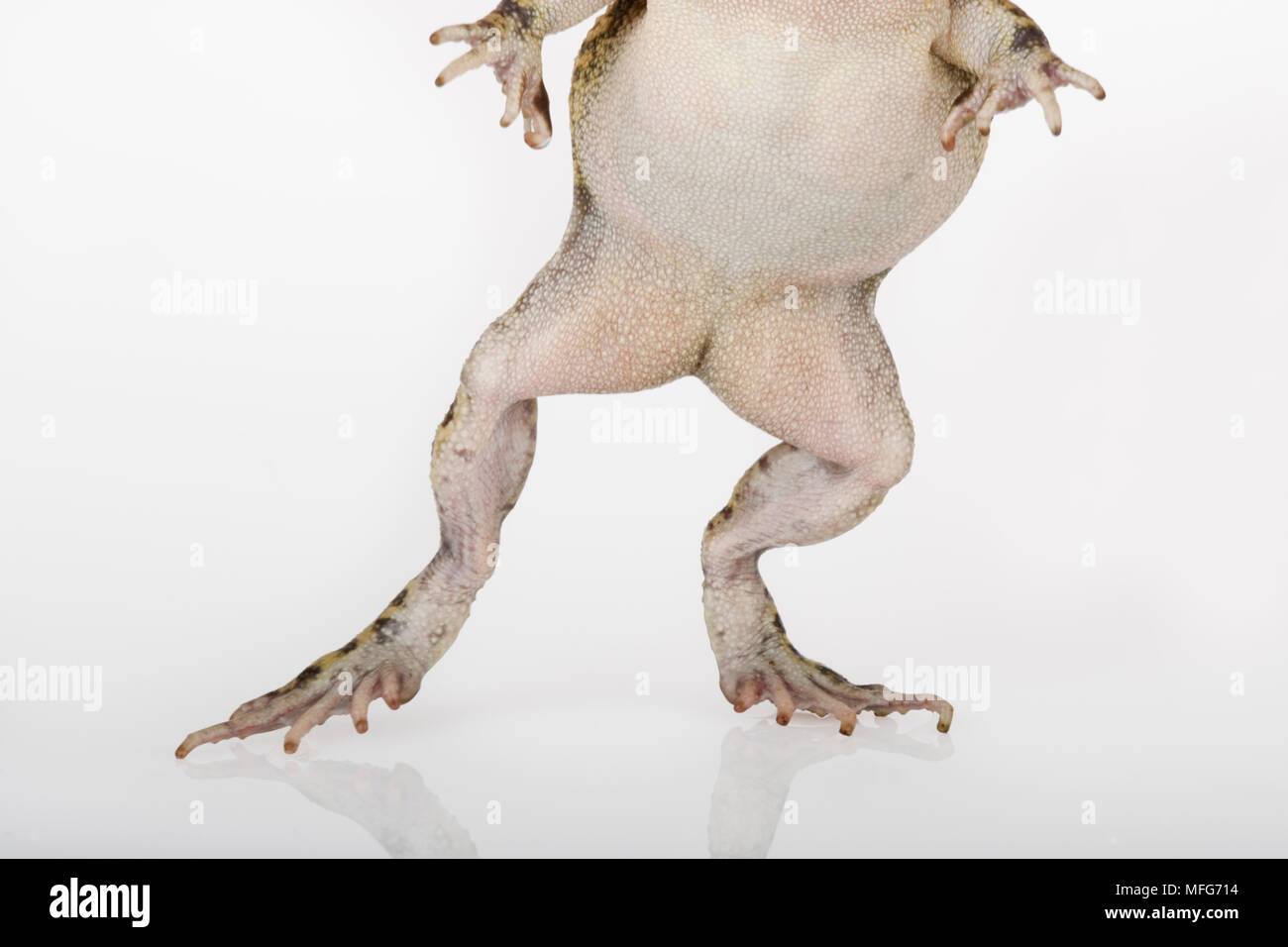 GUTTURAL TOAD Bufo gutturalis Frontal underside view of legs Southern ...