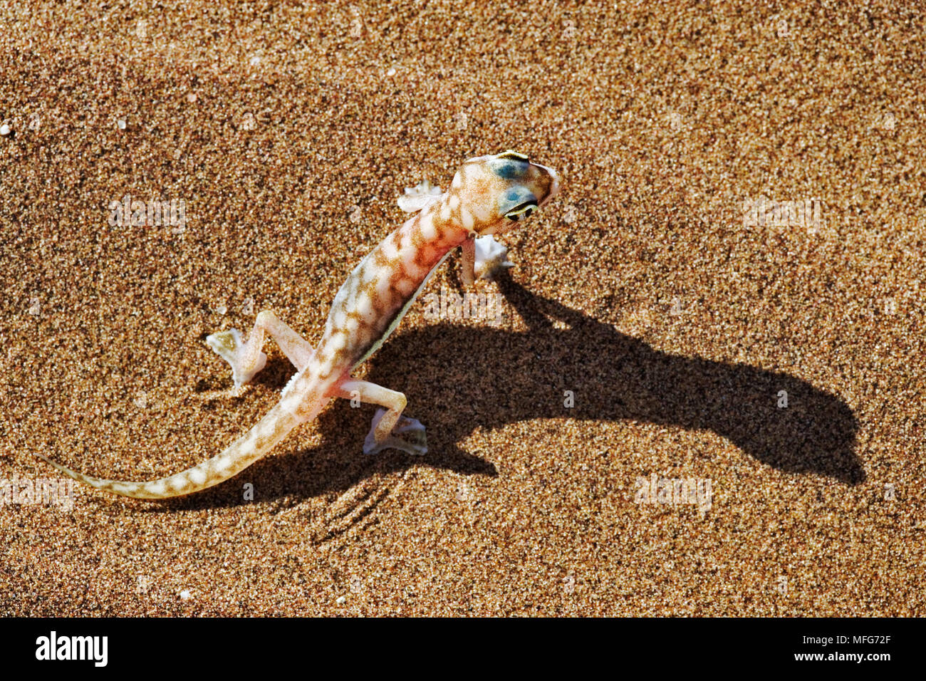 WEB-FOOTED GECKO Palmatogecko rangei Namib desert, Namibia Stock Photo ...