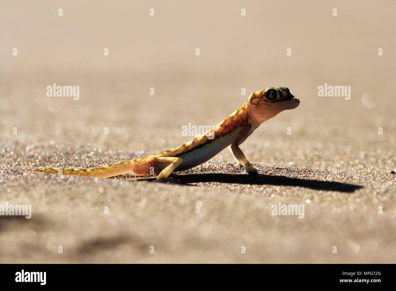 WEB-FOOTED GECKO Palmatogecko rangei Namib desert, Namibia Stock Photo ...