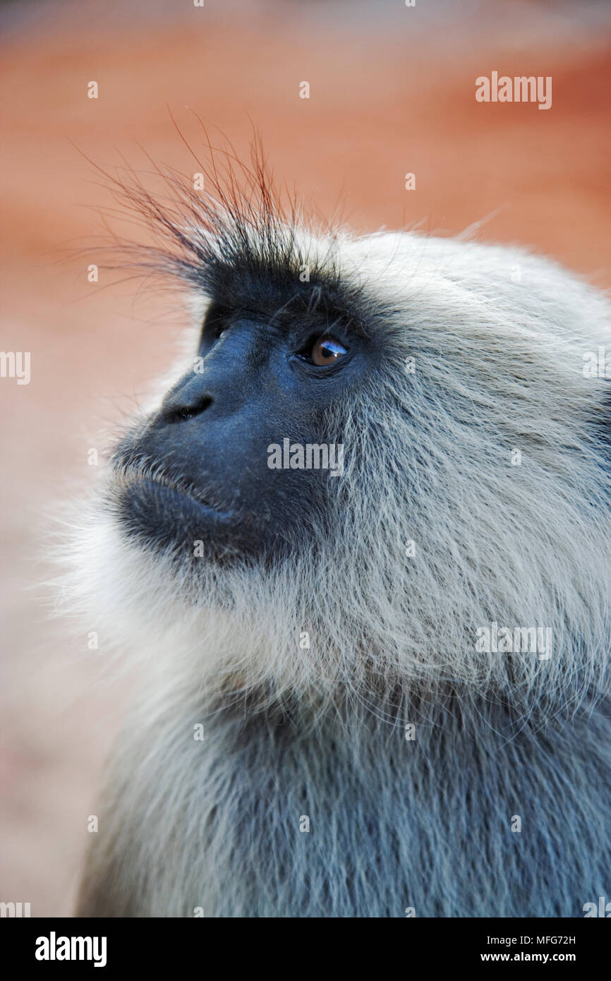 NORTHERN PLAINS GREY LANGUR Semnopithecus entellus Northern India Stock ...