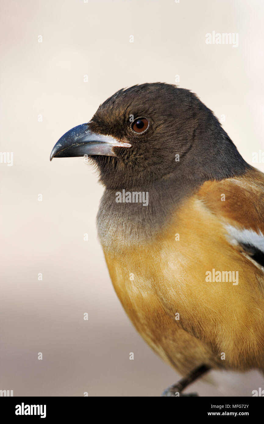 Treepies of india hi-res stock photography and images - Alamy