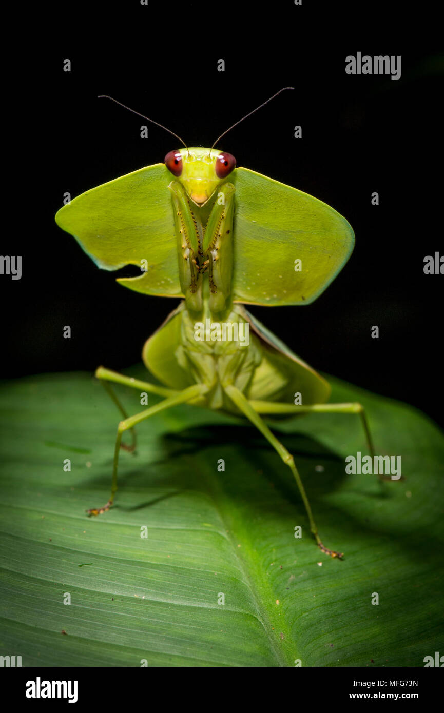Leaf mantis hi-res stock photography and images - Alamy
