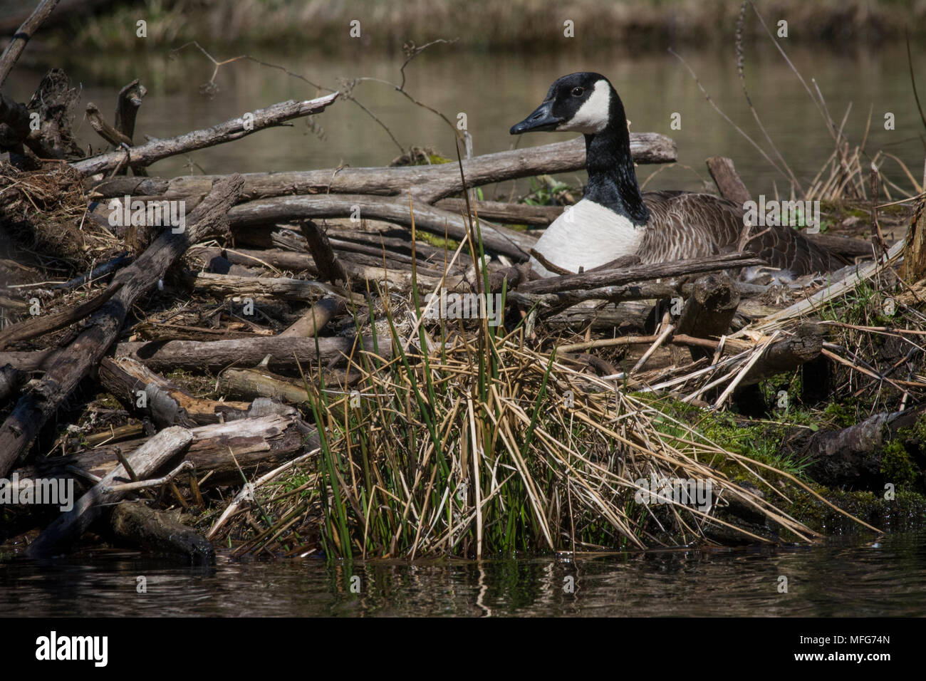 Canada goose nest 7201 hi-res stock photography and images - Alamy