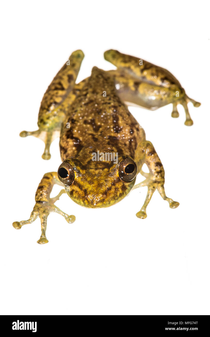 Olive snouted tree frog hi-res stock photography and images - Alamy