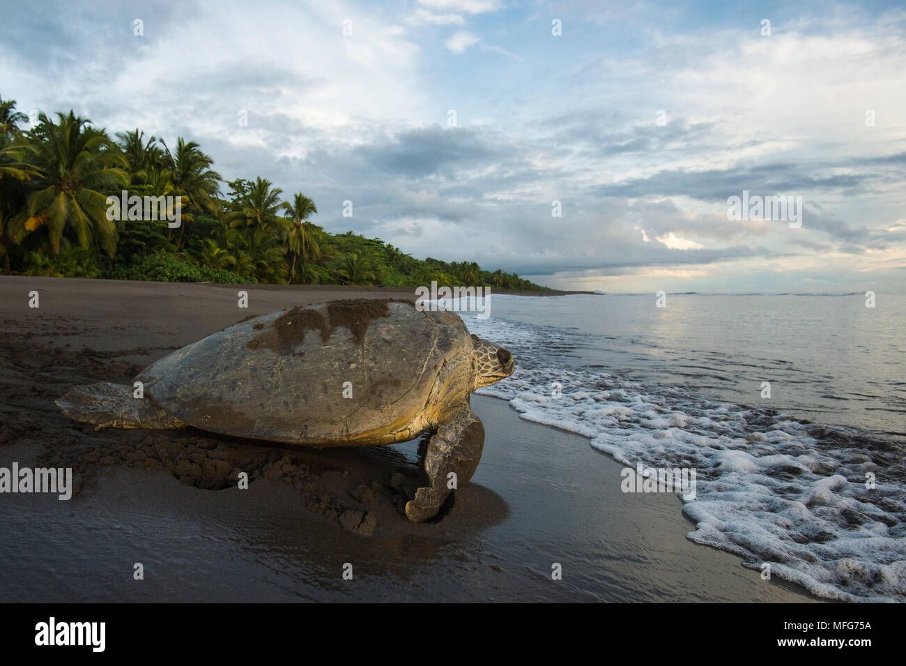 Adult green sea turtle hi-res stock photography and images - Alamy
