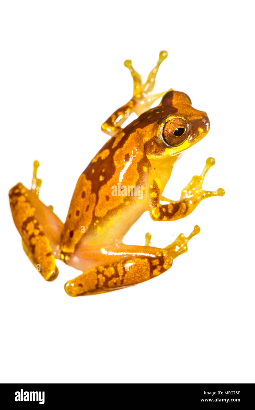 An hourglass treefrog Dendropsophus ebraccatus photographed in a field ...