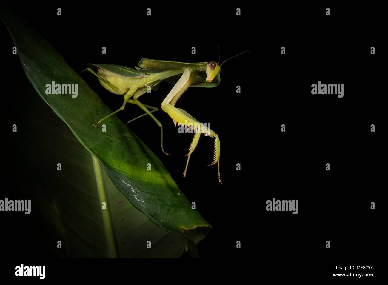 A shield leaf mantis Choeradodis sp. in Tortuguero National Park Costa ...