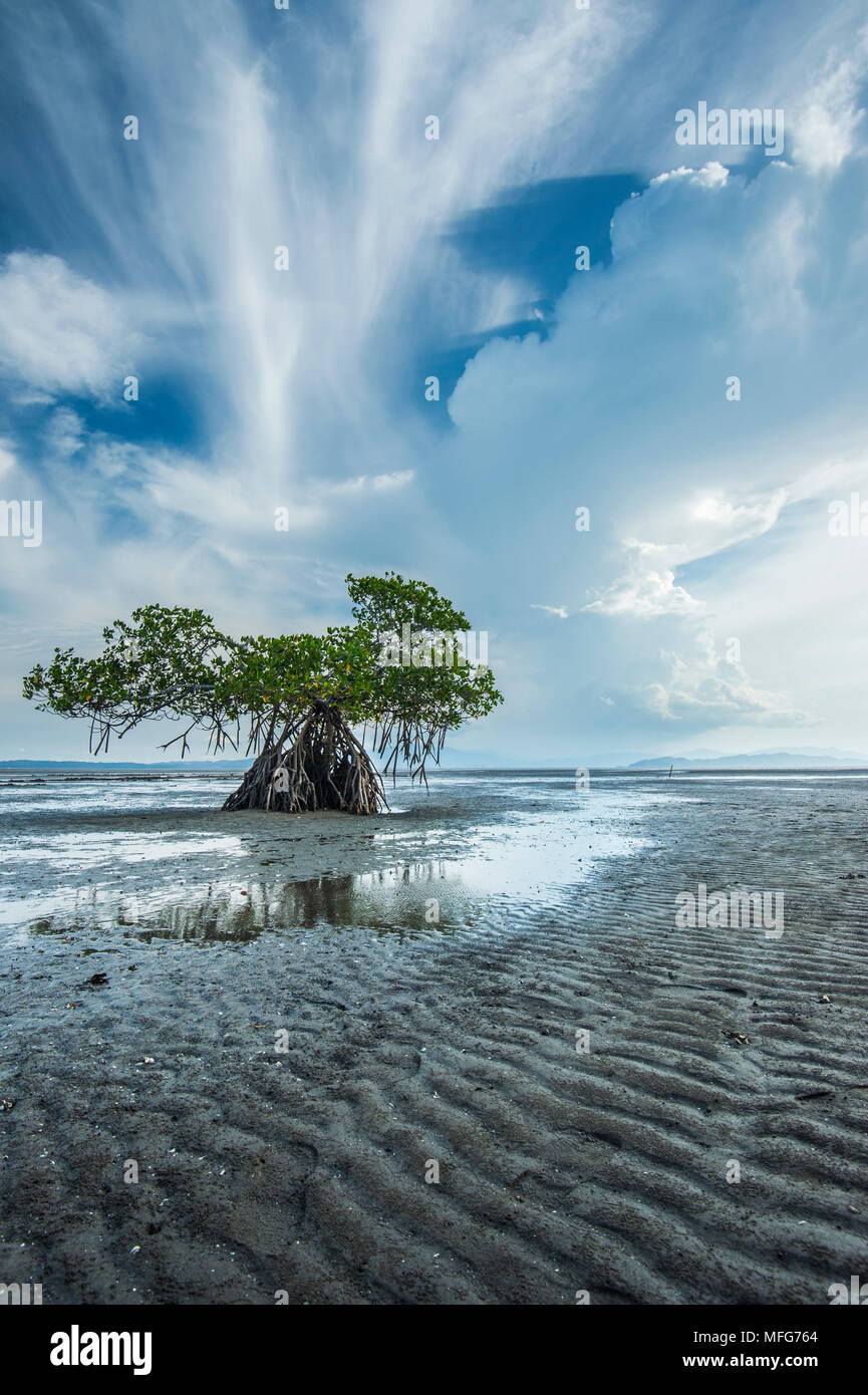 Red mangrove palo verde 2886 hi-res stock photography and images - Alamy