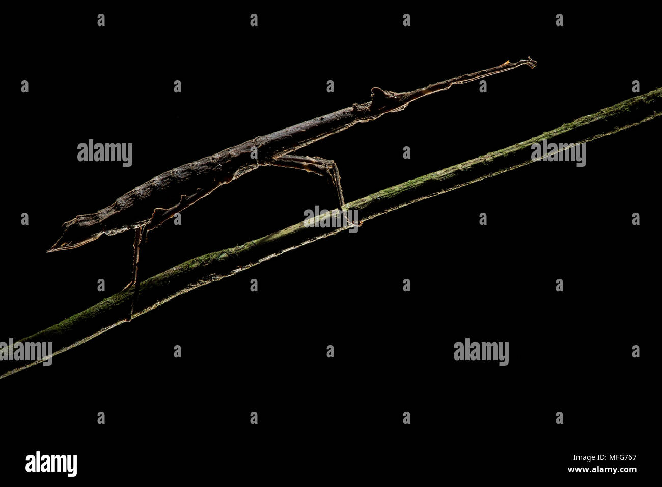 A stick insect disguises itself on a rainforest vine in Costa Rica ...