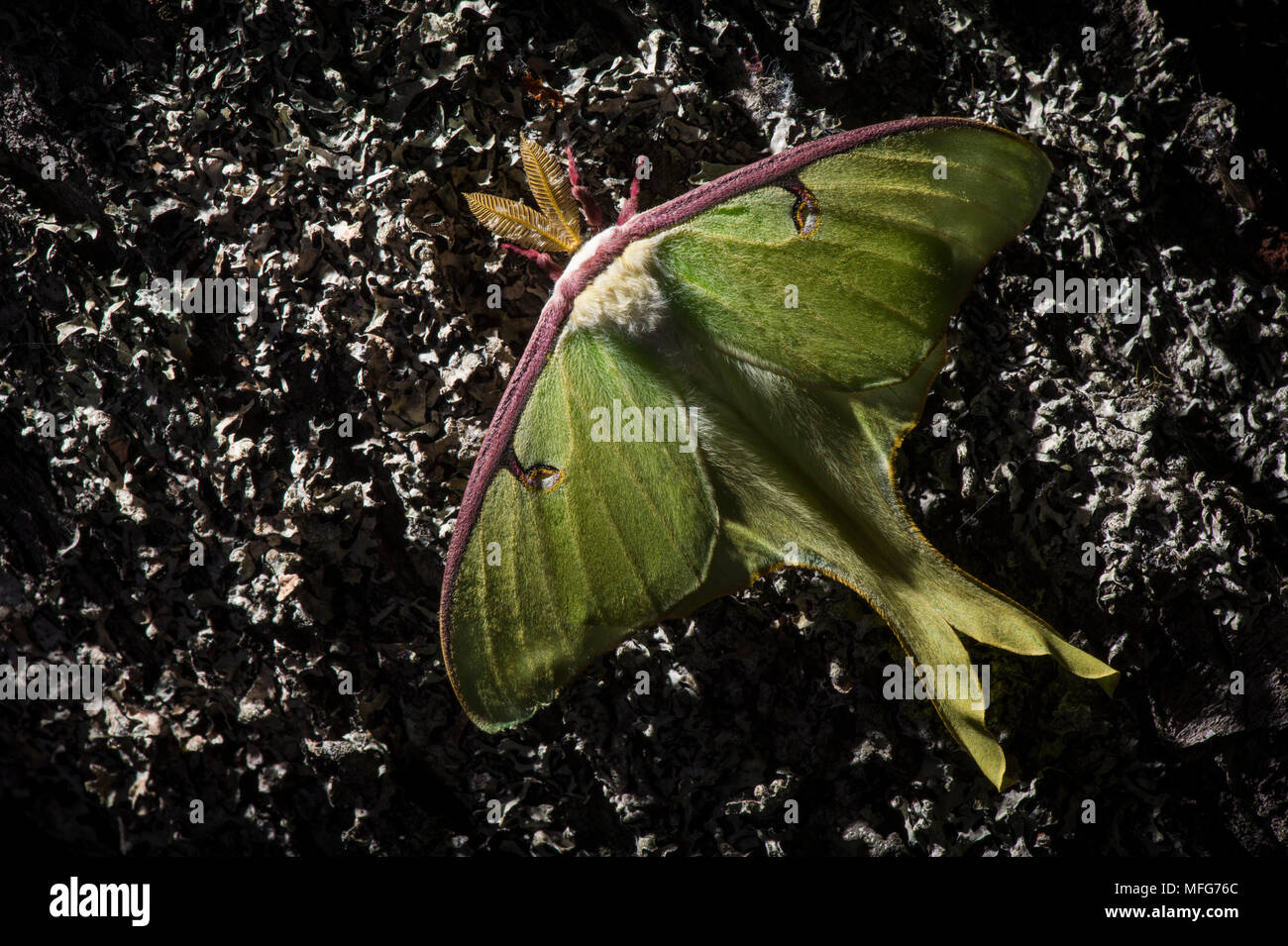 Luna moth, Actias luna, clings to an Acadian forest tree, News ...