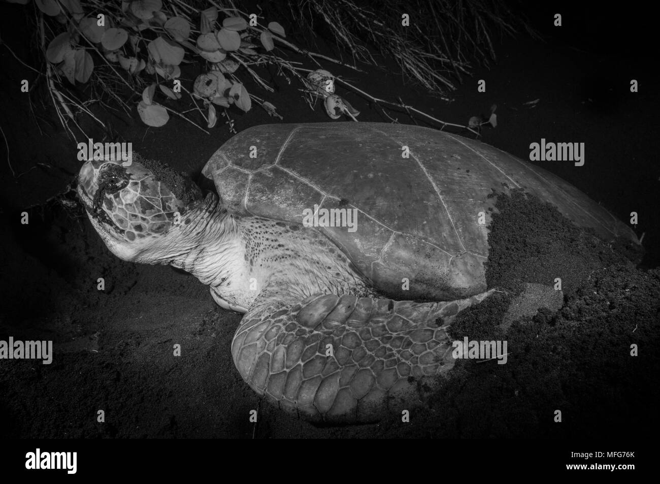 Nesting green sea turtle, Chelonia mydas, Tortuguero National Park ...
